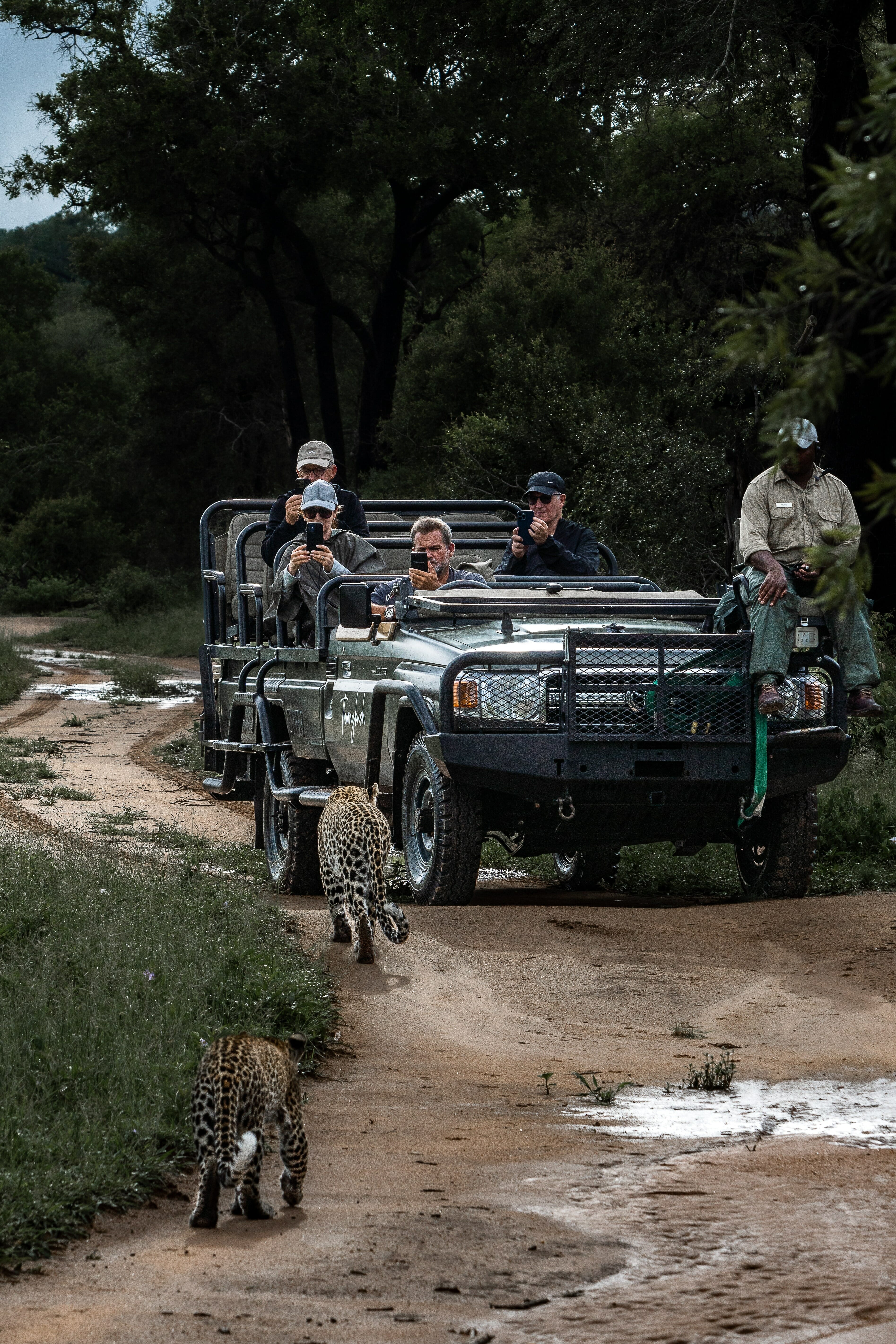 Big Five Safaris in Greater Kruger - Thornybush Game Reserve Kruger Park